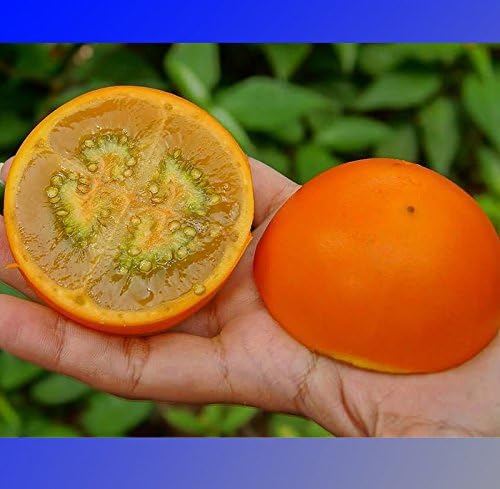 Amazon.com : (QONAmbizu Quito Orange Naranjilla Lulo Solanum Quitoense ...