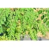 Amazon.com : Dwarf Moringa Tree Seeds | 20+ Seeds to Grow | Highly ...