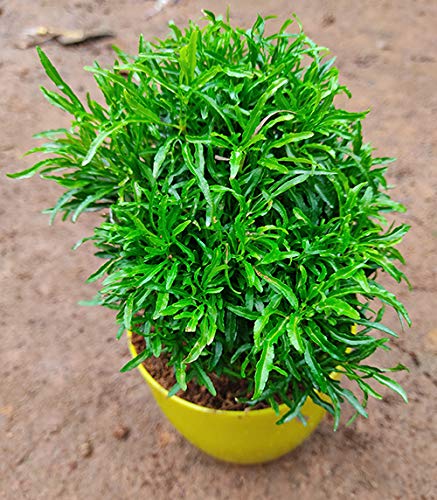 Garden Rare Dwarf Ball Aralia (Green) Live Plant With Pot : Amazon.in ...