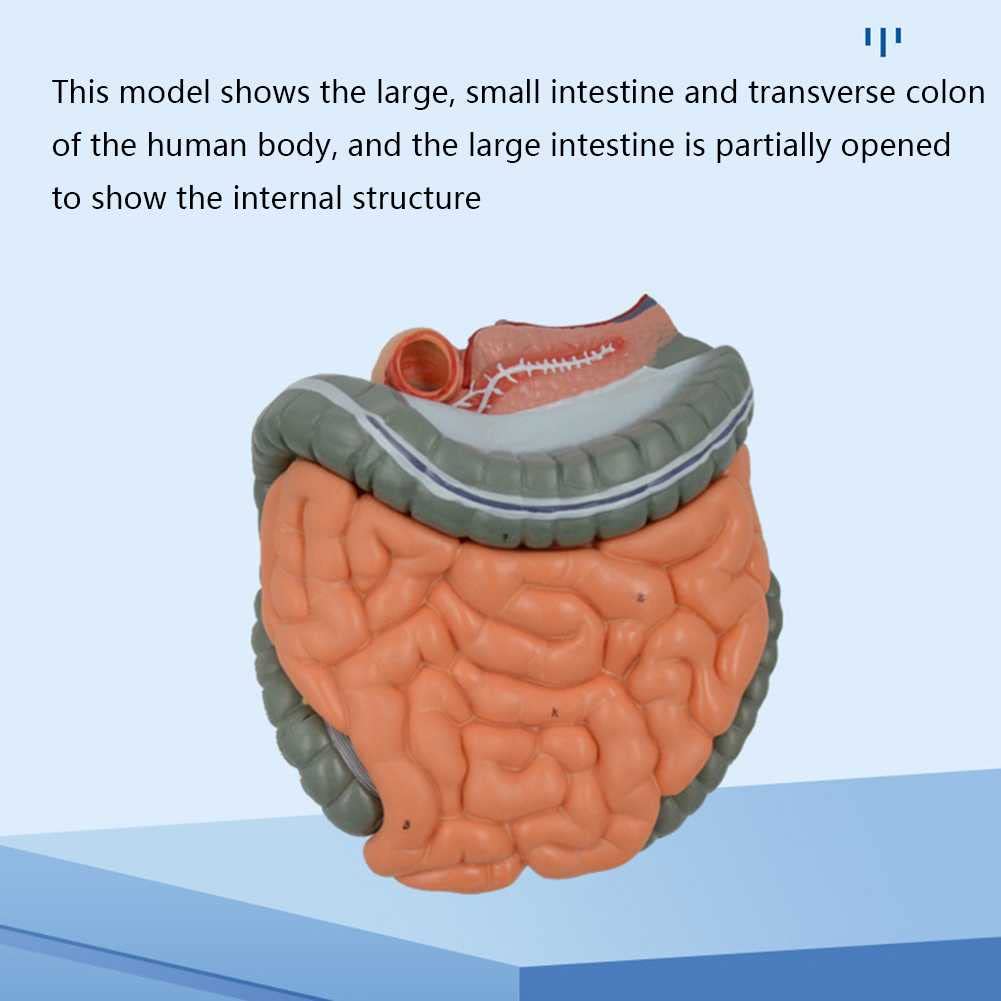Tenia Coli Stomach Models