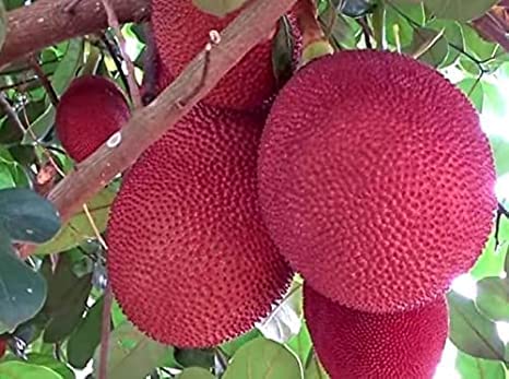 Sanjus Rare Red Flesh Jack Fruit Sindoor Varikka Super Tasty Grafted ...