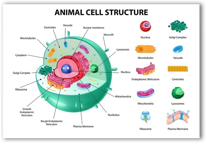 Amazon.com: Animal Cell Structure Science Biology Anatomy Educational ...