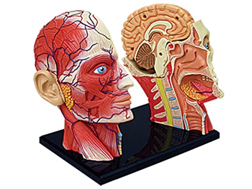 Buy Anatomy Model, Anatomical Model of Human Head Muscles and Nerve ...