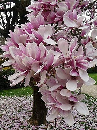 Magnolio: variedades, cuidados y más | Jardineria On