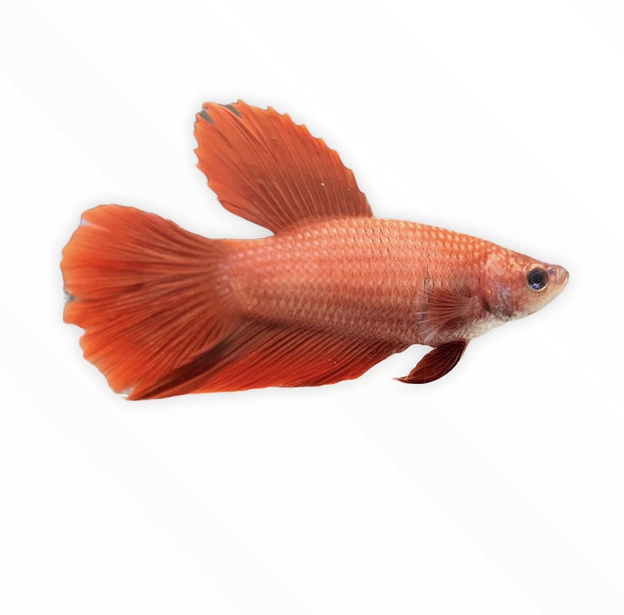Orange Female Betta Fish