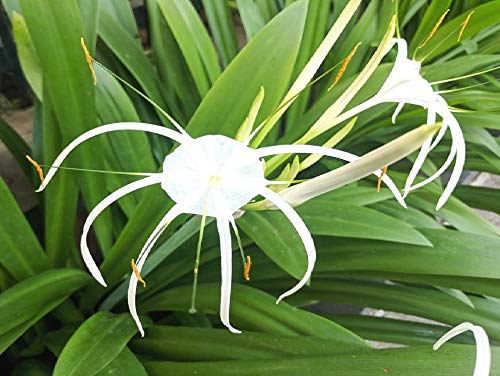 Buy Indiana Spider lily Beach spider lily Hymenocallis littoralis ...