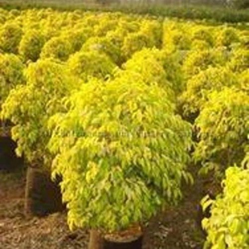 NurseryNature Ficus Golden Plant : Amazon.in: Garden & Outdoors