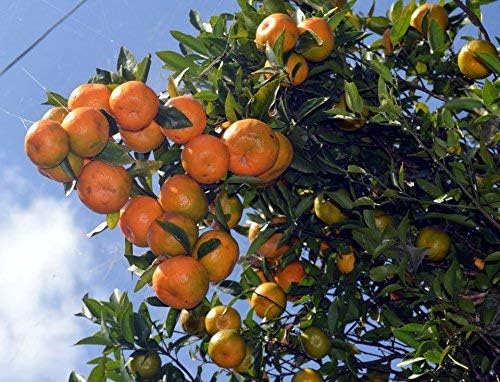 Nandini Garden Sweet Darjeeling Orange Arancu santara Citrus × sinensis ...