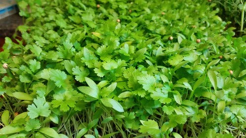 Creative Farmer Vegetable Seeds Dhana Dhania Seeds - Coriander Micro ...