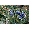 Amazon.com : Chandler Blueberry Plant - 4 Live Starter Plants ...