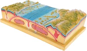 Amazon.com: jojomis 3D Plate Tectonics Model Kit - Geology Science ...