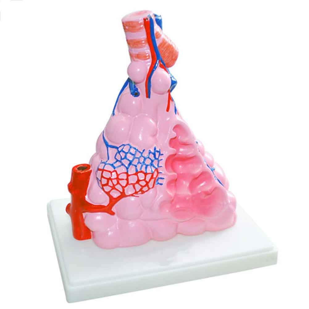 Buy Pulmonary Alveoli Model 4D Simulated Puzzle Assembly Toy, Showing ...