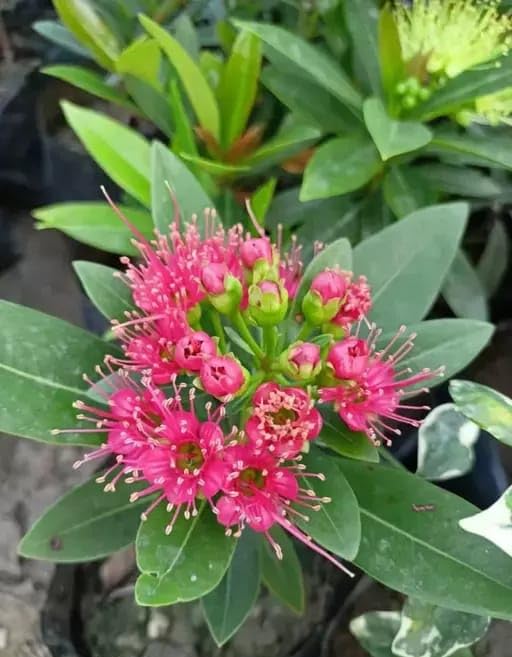 NEW DEBNATH NURSERY Pink First Love Plant (Xanthostemon chrysanthus) First Love Fragrant Flower ...