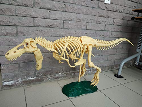 Amazon.com: T-Rex skeleton replica : Handmade Products