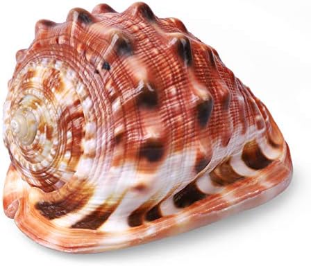 Amazon.com: PPCLION 6" Large Natural Conch Shells Orange Seashells ...