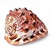 Amazon.com: PPCLION 6" Large Natural Conch Shells Orange Seashells ...