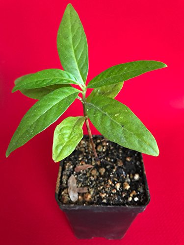 Noni tree - How to grow & care