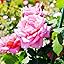 Amazon.co.jp: ITANSE 薔薇 フロリバンダローズ ニコル(ニコール) 接木 4号 1個売り 薔薇苗 学名 Rosaceae ...