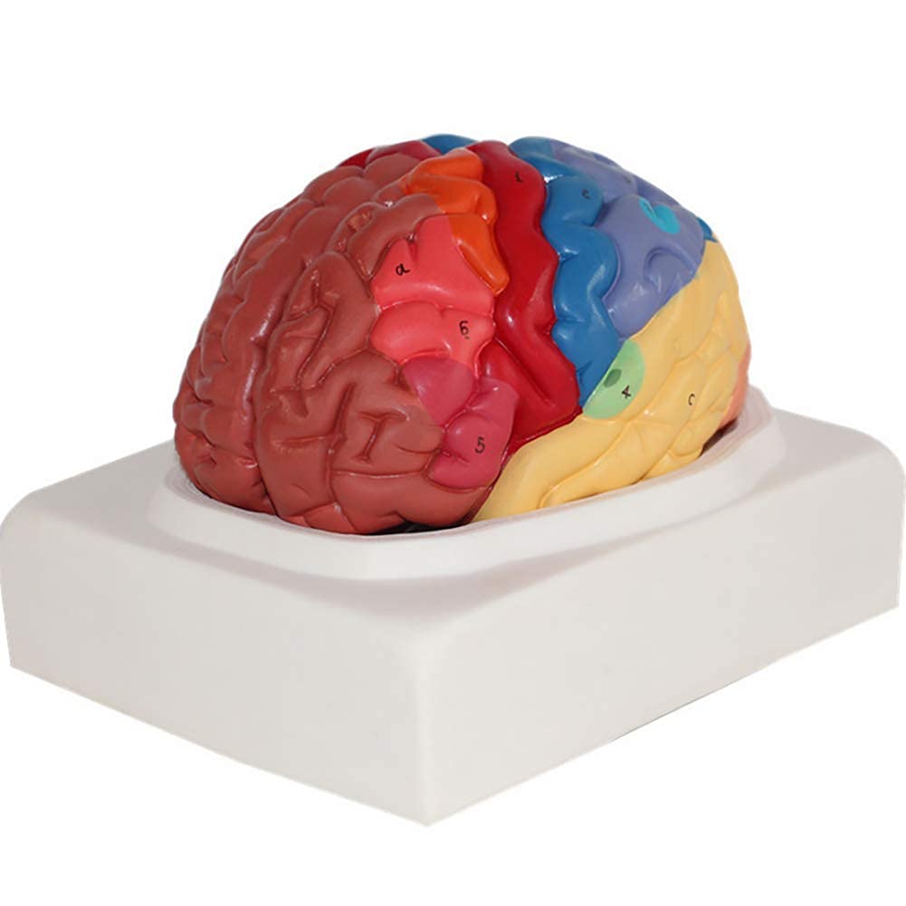 Buy Study Model 10 Human Brain Model Color-Coded Medical Anatomical ...