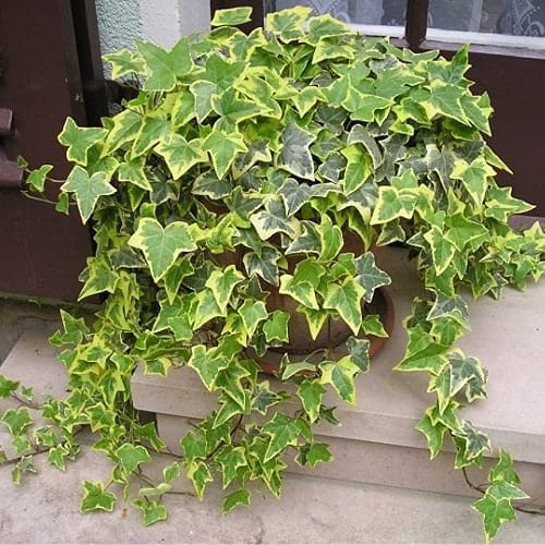 Six Gold & Green Variegated Trailing Ivy Hedera Plants. Evergreen Hardy ...