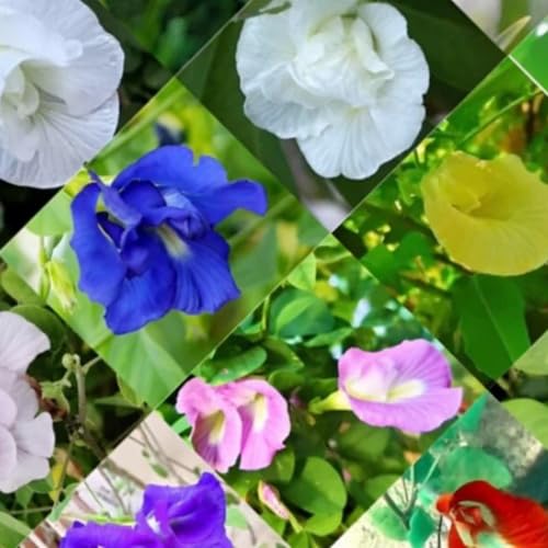 SeeGreen Aparajita Seeds Mixed Color Pack Blue, Pink, White Double ...
