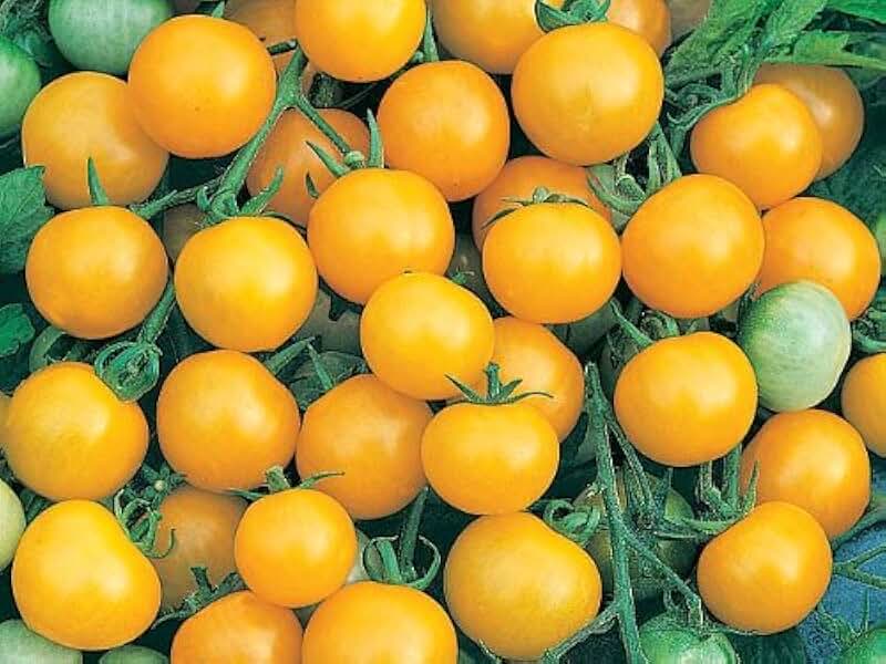 Amazon.co.uk: bush tomato seeds