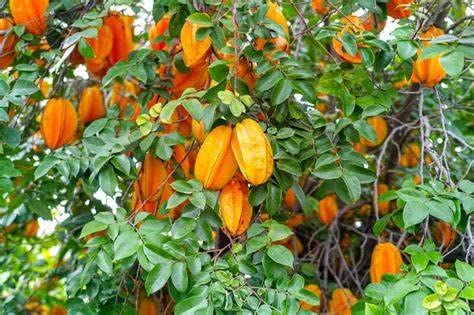 The Plant Bazar Live Plant Star Fruit | Grafted Carambola Exotic Fruit ...
