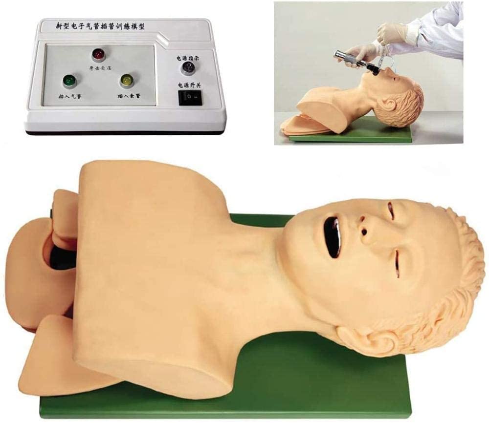 Buy Human Model, 11 Oral Nasal Intubation Manikin Teaching Model ...