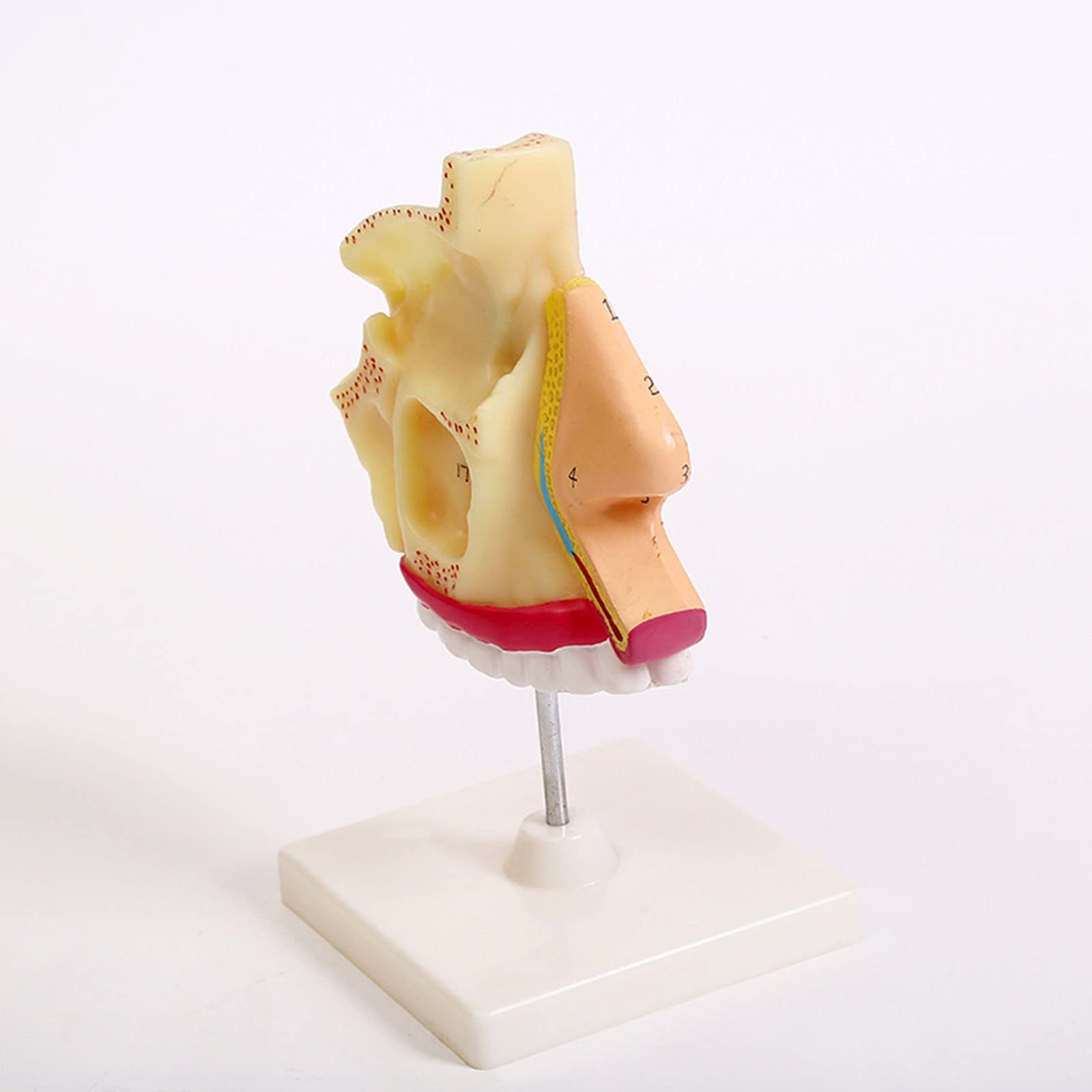 Human Nasal Cavity Throat Anatomy Model Human Anatomical Pharynx Larynx ...