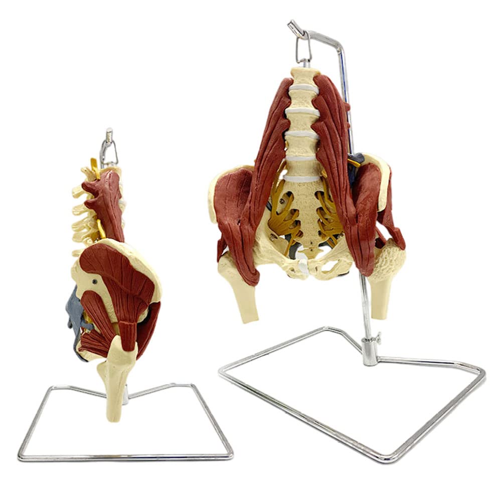 Buy BEAGHTY Female Pelvis Model with Pelvic Floor Muscle ...
