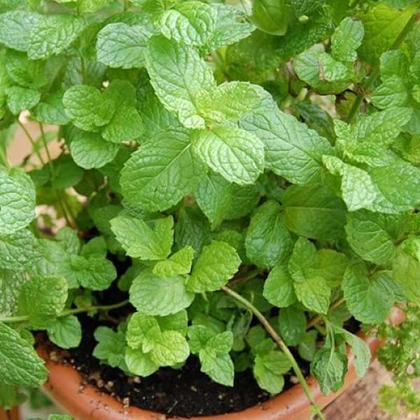 Mphmi Live Plants Common Mint Plant Pudina Plant : Amazon.in: Garden ...