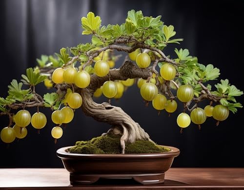 Amazon.com : Blueberry Bonsai Tree Seedling for Planting - 1 Year Old ...