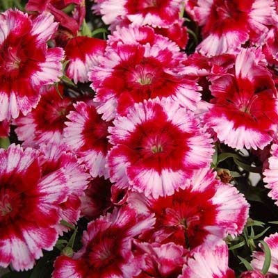 Golden Hills Farm® (AVG 100-1000) seeds Dianthus Lemon Fizz Flower ...