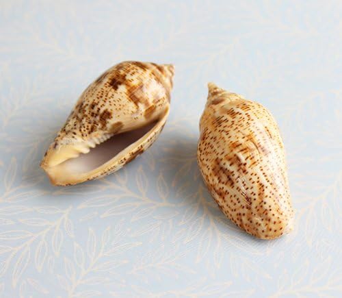 Amazon.com: Brown-lined Volute Shell 2-3" | 1 pc. : Everything Else