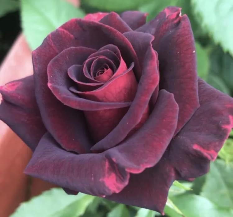 “Black Velvet” Bush Rose Plant - Hybrid Tea Plant in A 3 Litre Pot ...