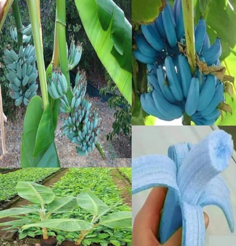SEEDTREES Live Plant Blue Java Banana/Ice Cream Banana All Season (1 ...