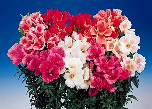 Creative Farmer Flower Seeds : Godetia Azaleaflora Mix Seeds For ...