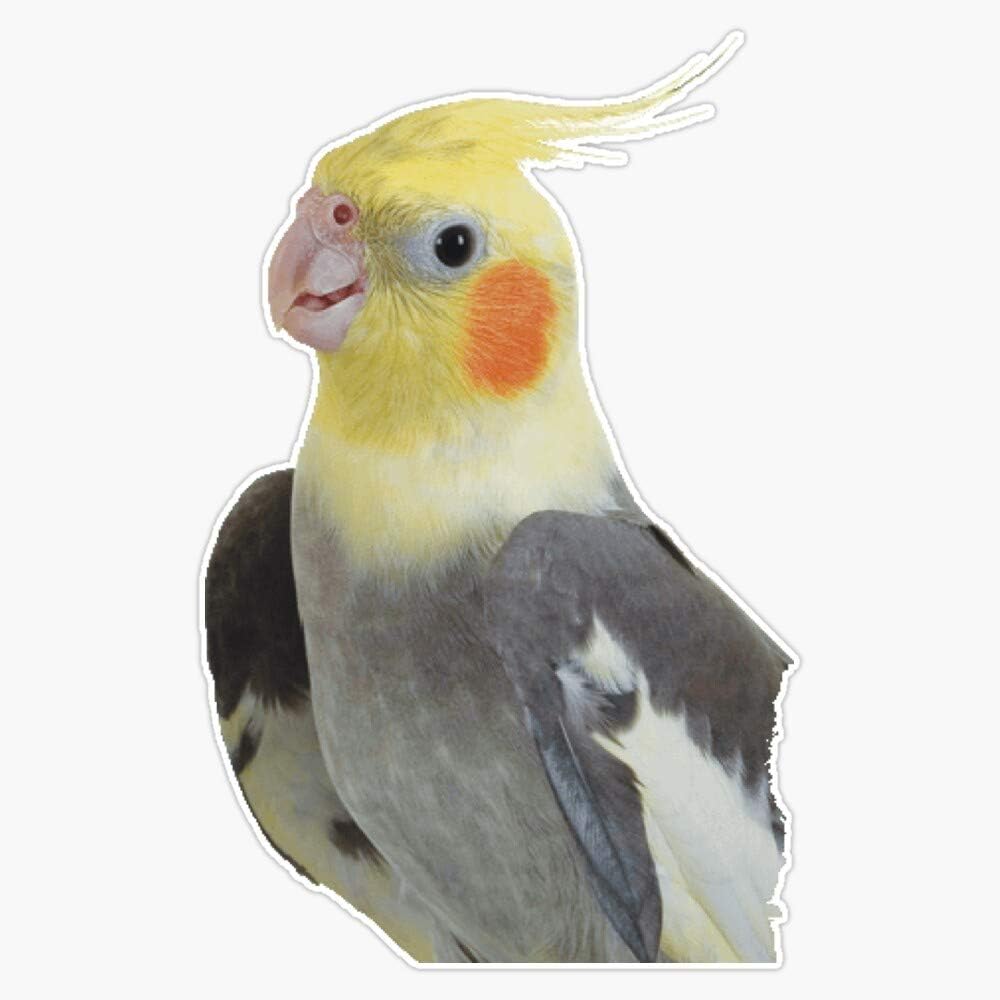 Amazon.com: Cool Skleton Sticker Vinyl Waterproof Sticker Decal Car ...