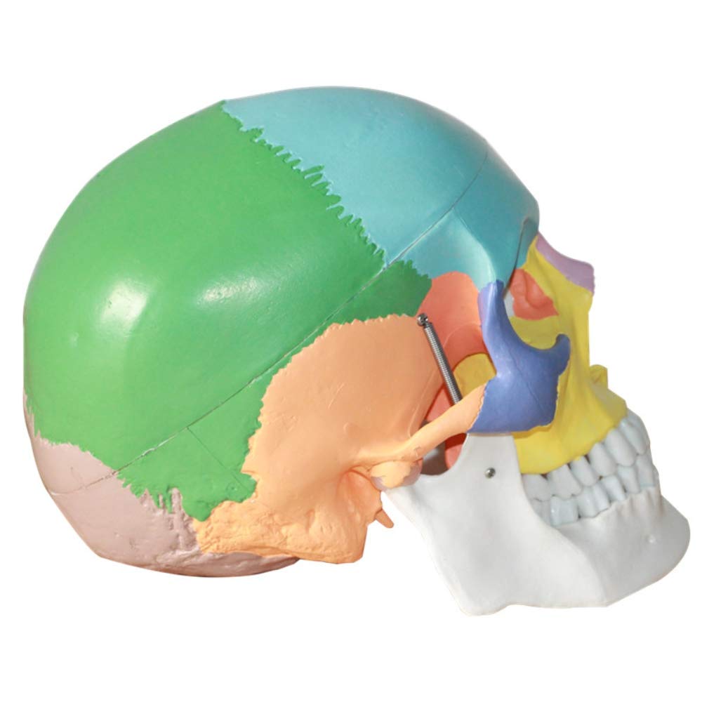 Schedel Anatomie Kleurplaat De Menselijk Skelet Is Getoond In Een