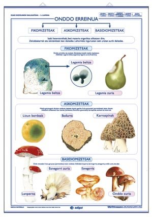 Landare Erreinua / Onddo Erreinua: Láminas de los Seres Vivos | Amazon.com.br