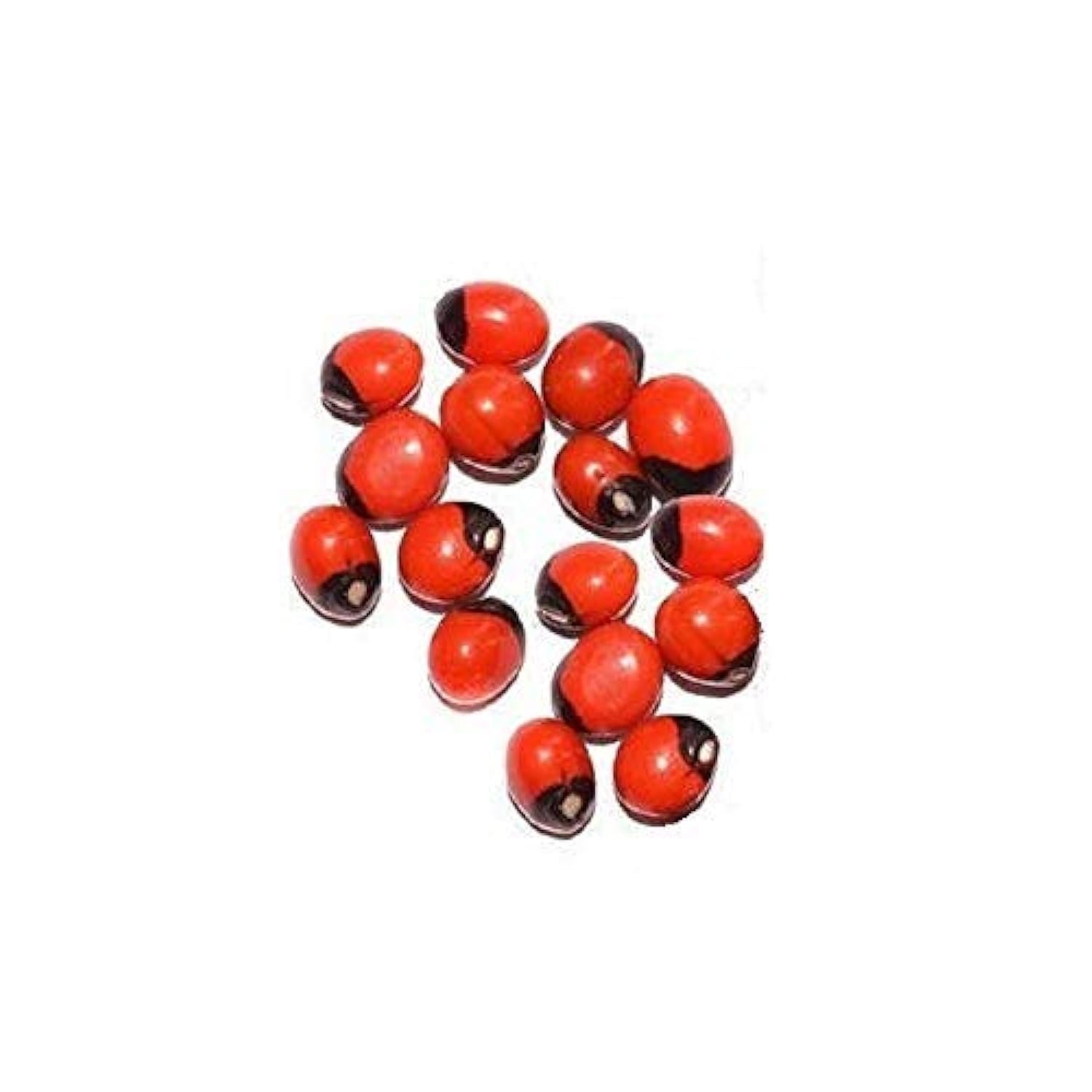 Astrodidi Red Gunja Seeds/Laal Chirmi Beej for Maa Lakshmi Pooja (51 ...