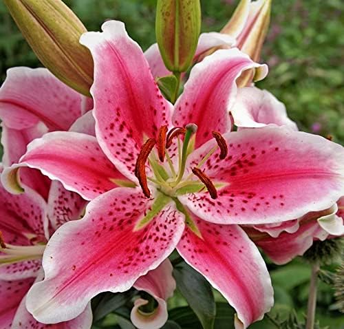 Stargazer Lily – Bombilla de flores grande, fragancia perenne – Yaxa ...