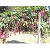 BONOBITHI Basor lata Climbers Vines Scarlet Clock Vine Chonga lota ...