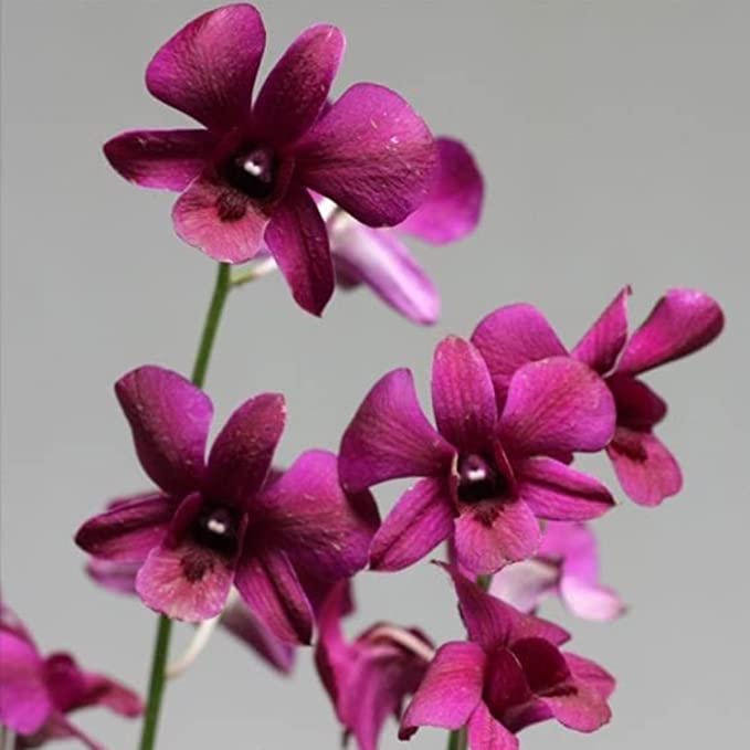 Gardening Paradise Dendrobium Orchid Live Plant (Exotic Ruby x Red ...