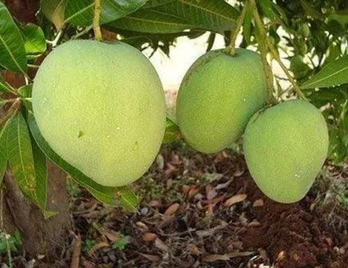 Cloud Farm Himsagar and Kishan Bhog Mango Grafted Hybrid Live Plant ...
