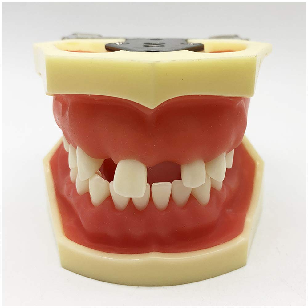 Buy LBYLYH Typodont Teeth Template, Mandibular Im Practice Suture Model ...