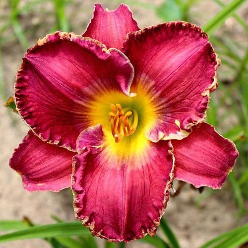 Siddhi Vinayak Gallery® Daylily Maroon flower bulbs|Planting Bulb for ...