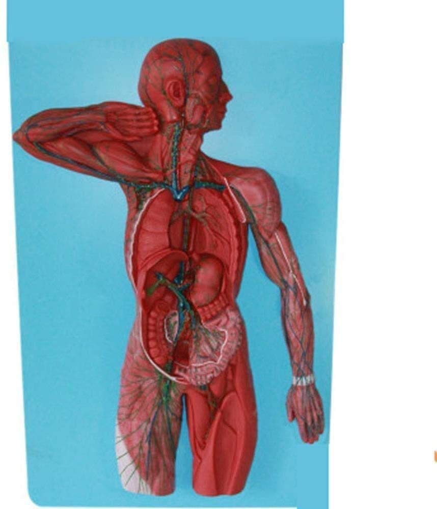 Buy Torso anatomical education for lymphoid organs, model of the human ...
