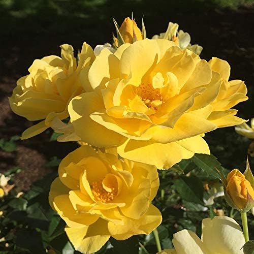 Amazon.com : Heirloom Shrub Roses, Live Own Root Plant for Outdoor ...