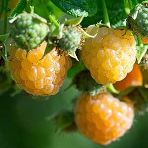 Amazon.com : 2 Fall Gold Raspberry Plants Live to Grow 5 to 8 Inch ...